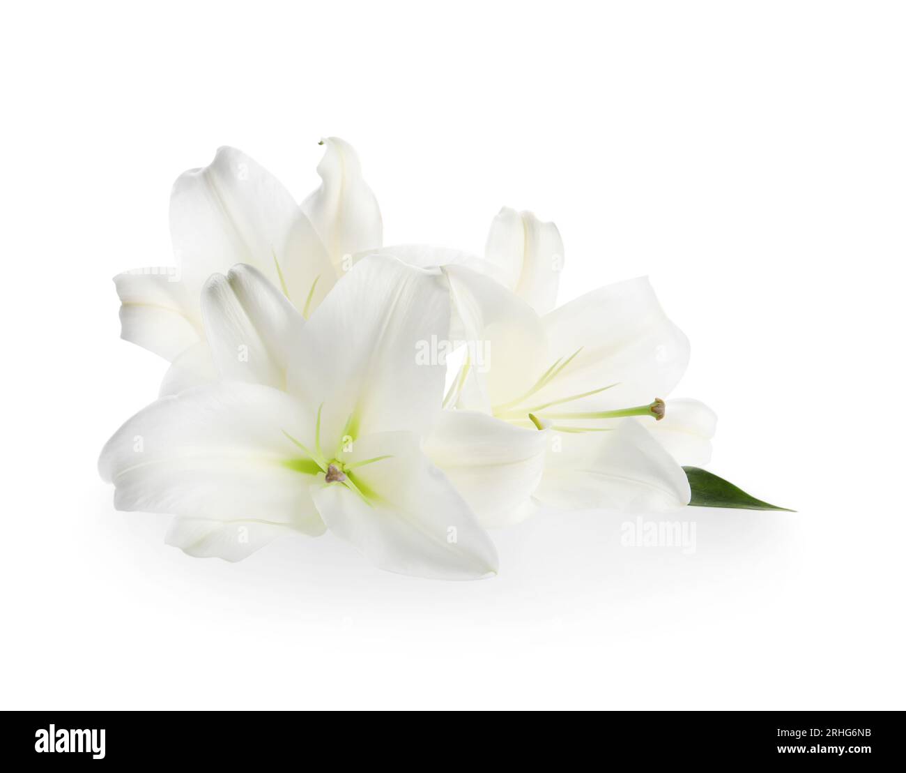 Fresh lily flowers hi-res stock photography and images - Alamy