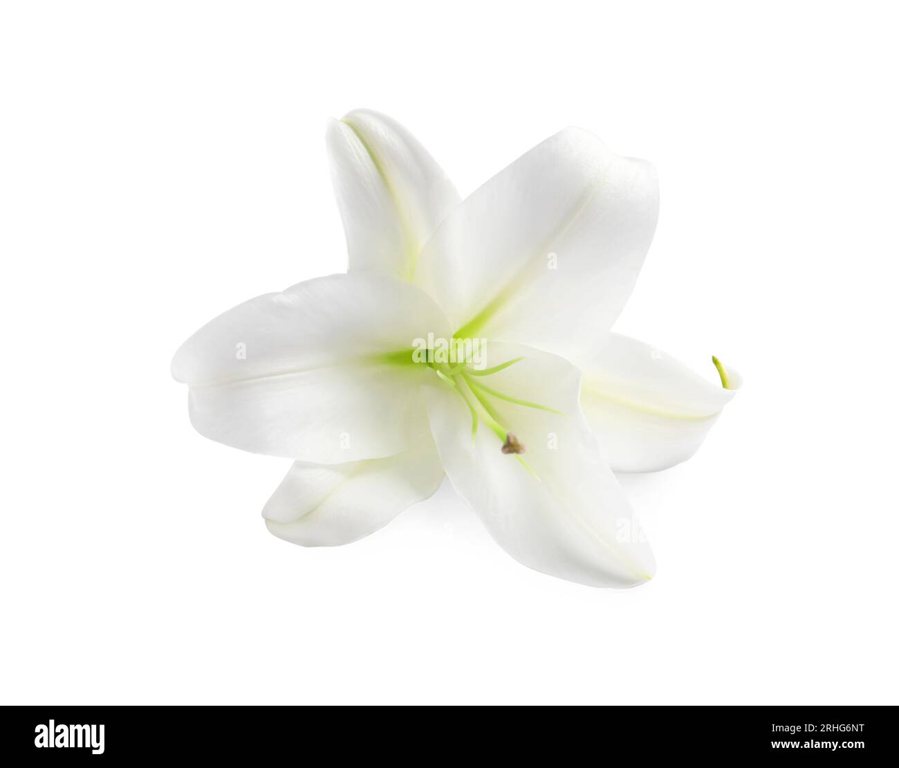 Beautiful fresh lily flower isolated on white Stock Photo - Alamy