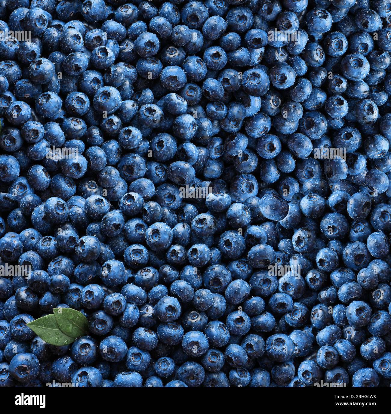 Wet fresh blueberries with green leaves as background, top view Stock ...