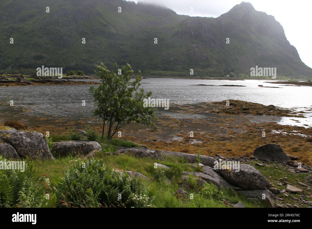 Lofoten peninsula, Norway, Mountains, lakes, and fjords Stock Photo - Alamy