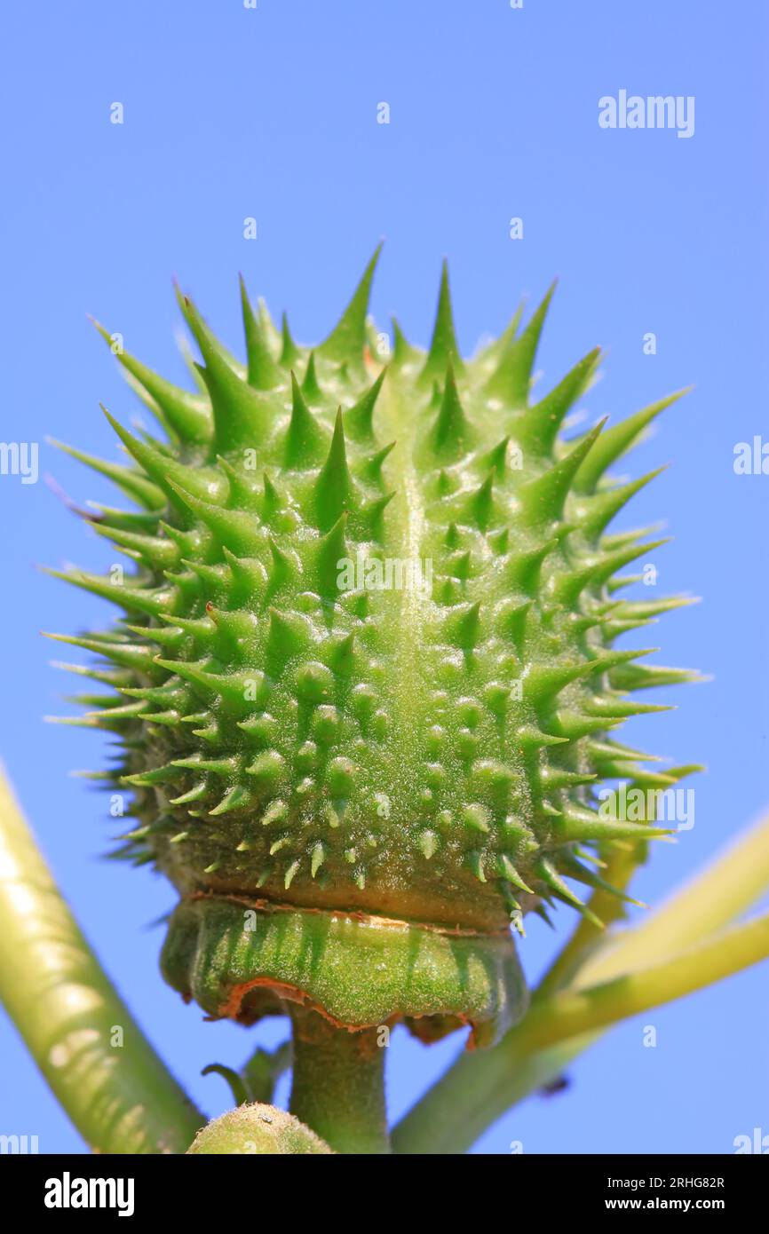 fruit of wild medicinal plants - mantra, northen China Stock Photo - Alamy