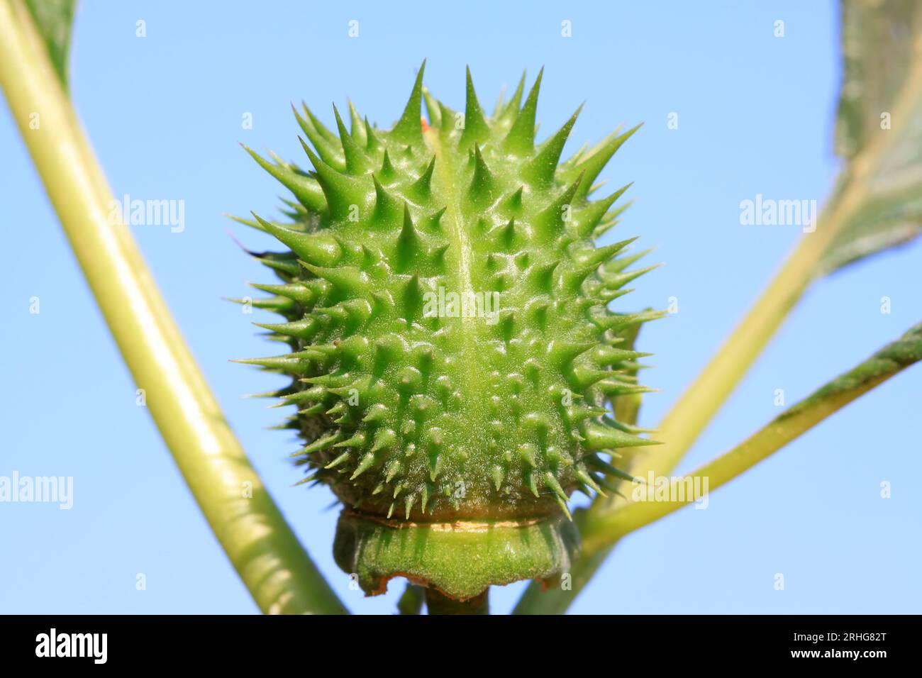 fruit of wild medicinal plants - mantra, northen China Stock Photo - Alamy