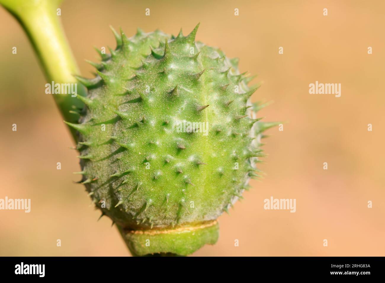 fruit of wild medicinal plants - mantra, northen China Stock Photo - Alamy