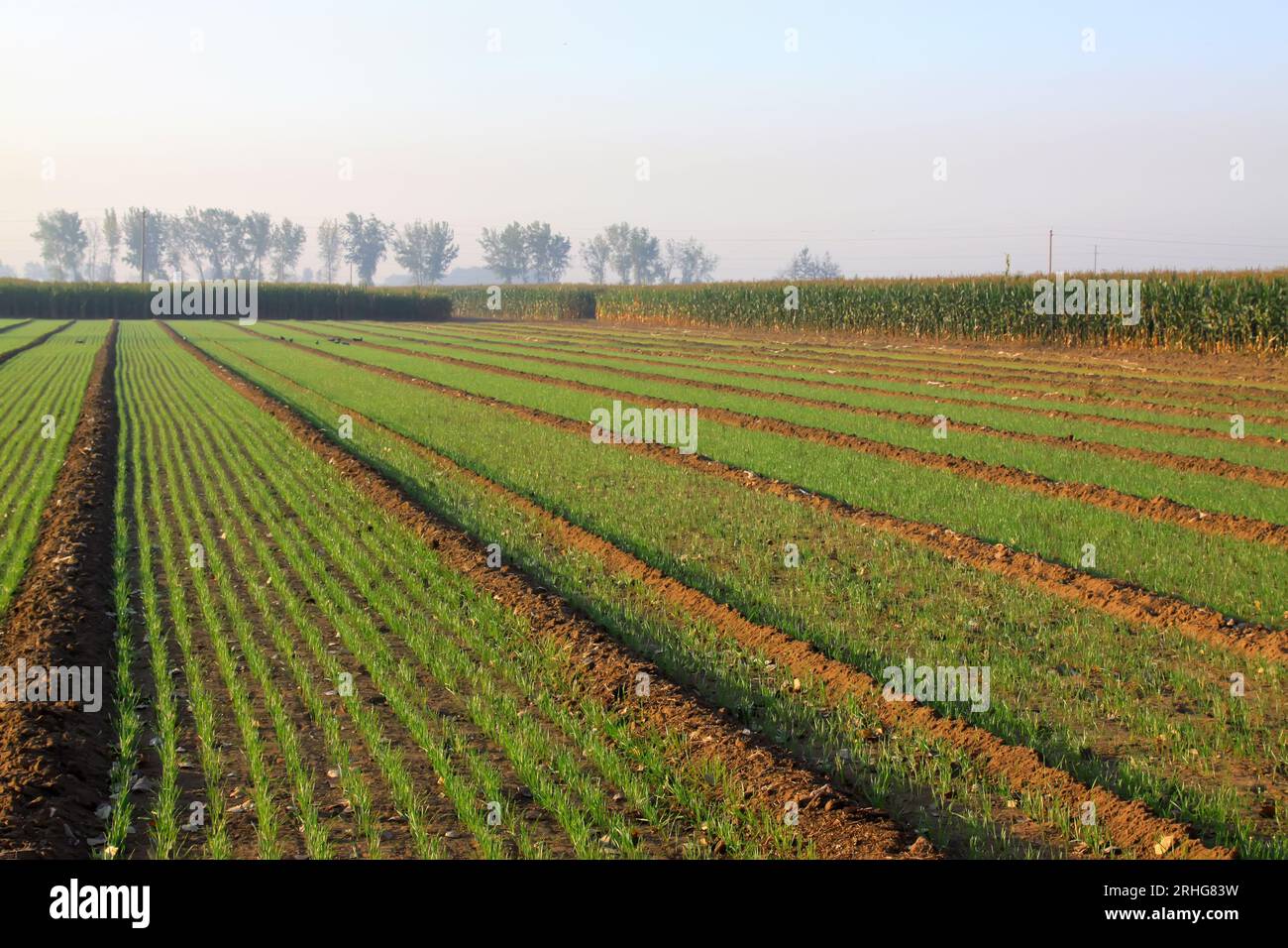 wheat field under the sky, North China Stock Photo - Alamy