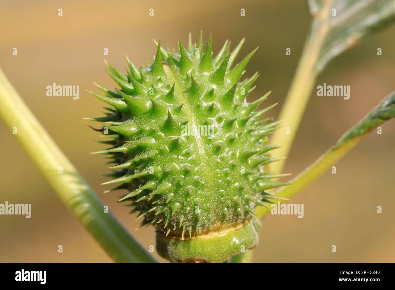 fruit of wild medicinal plants - mantra, northen China Stock Photo - Alamy