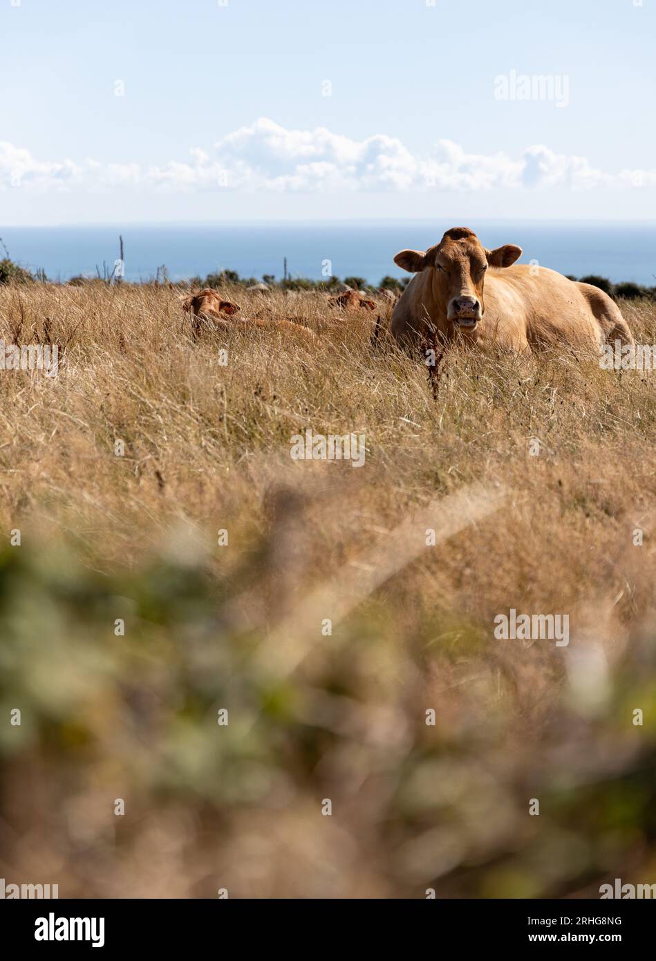 Normandy cow hi-res stock photography and images - Alamy