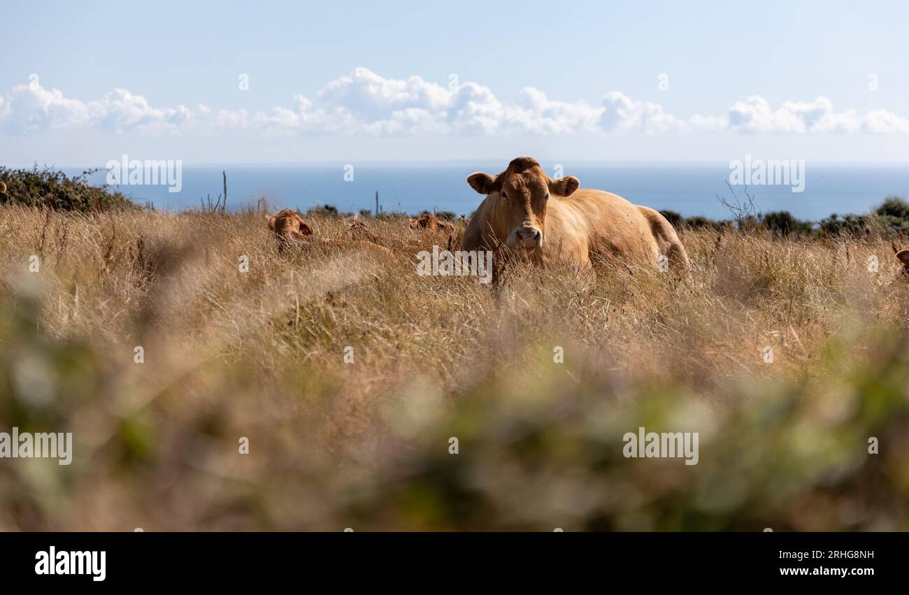 Normandy cow hi-res stock photography and images - Alamy