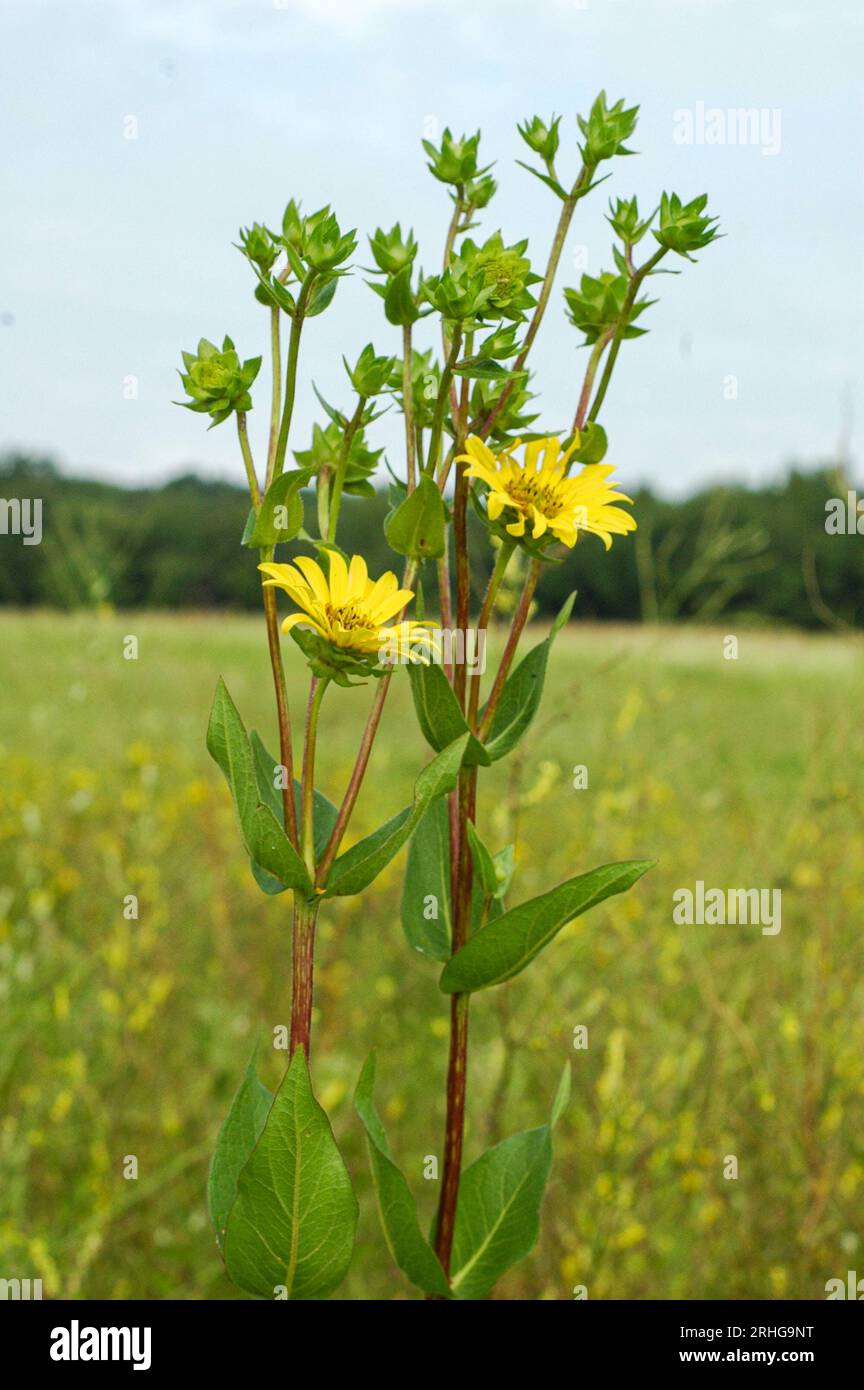 Illinois prairie wildflowers hi-res stock photography and images - Alamy