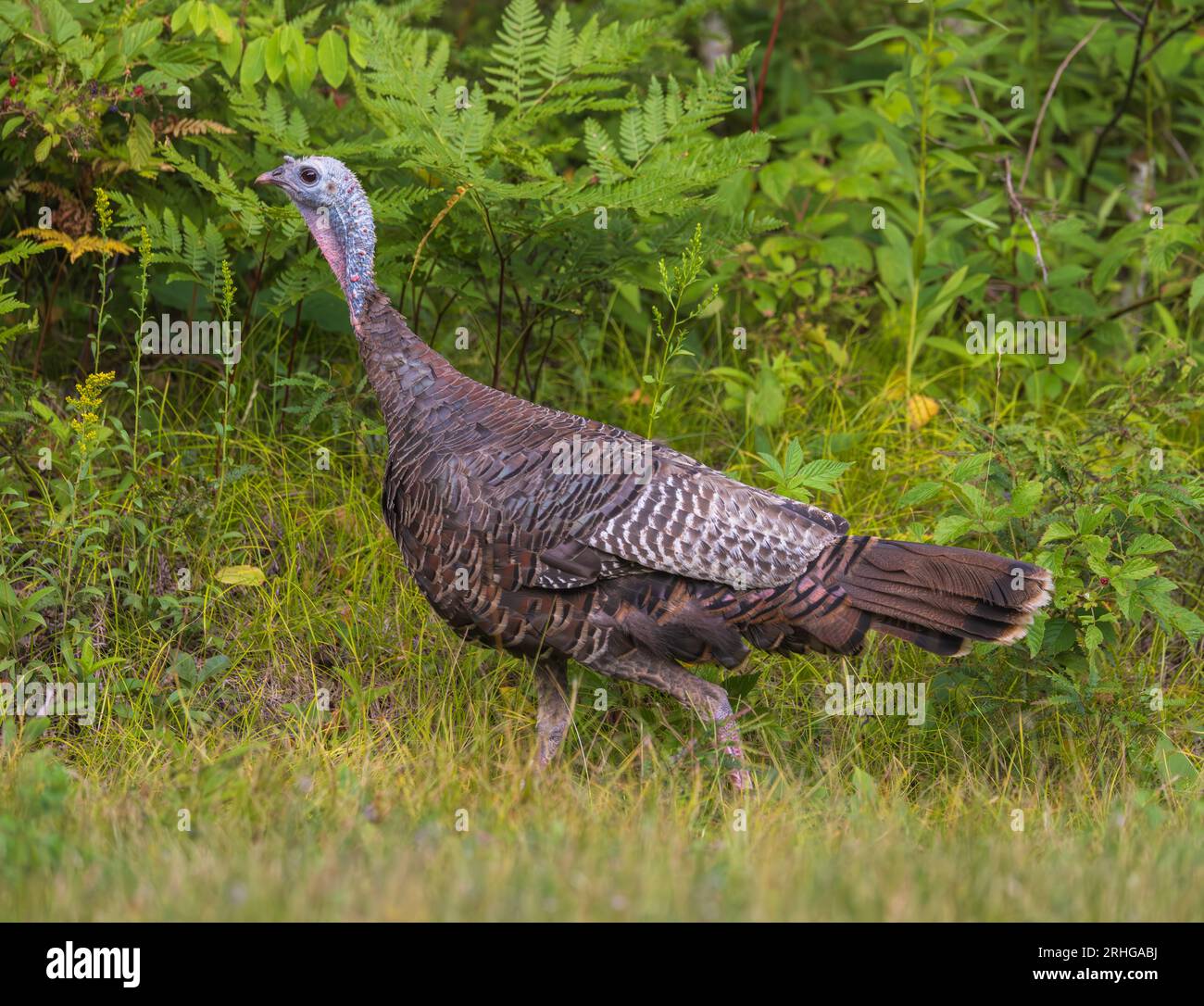 Hen turkey at the edge of a road in northern Wisconsin Stock Photo - Alamy