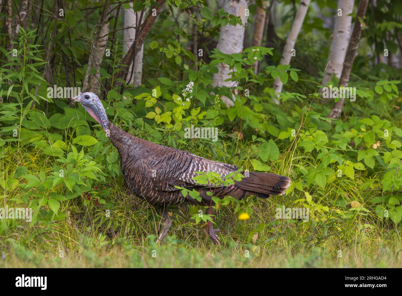 Hen eastern wild turkey hi-res stock photography and images - Alamy