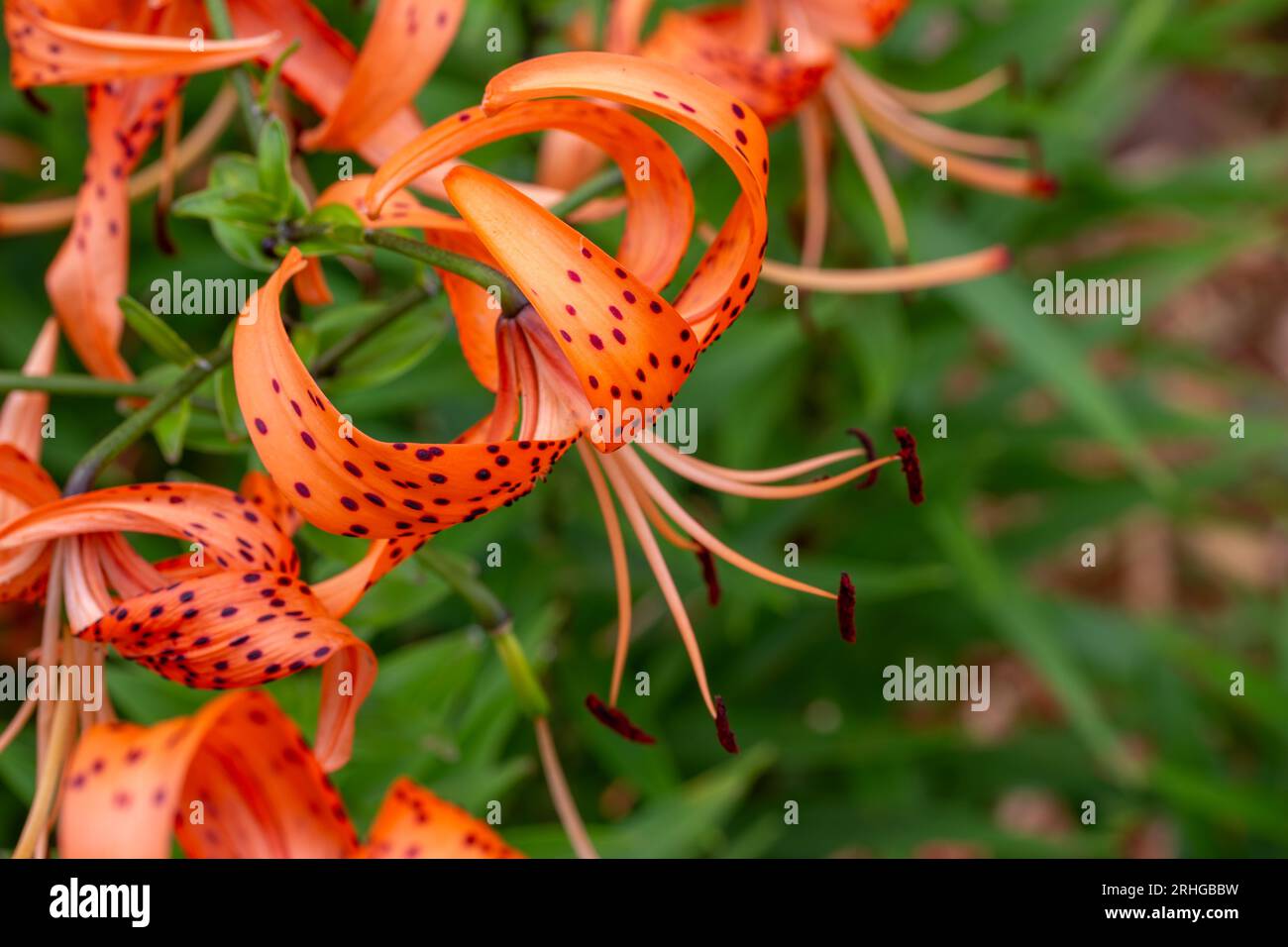 Abstract texture background of beautiful spotted orange tiger lily ...