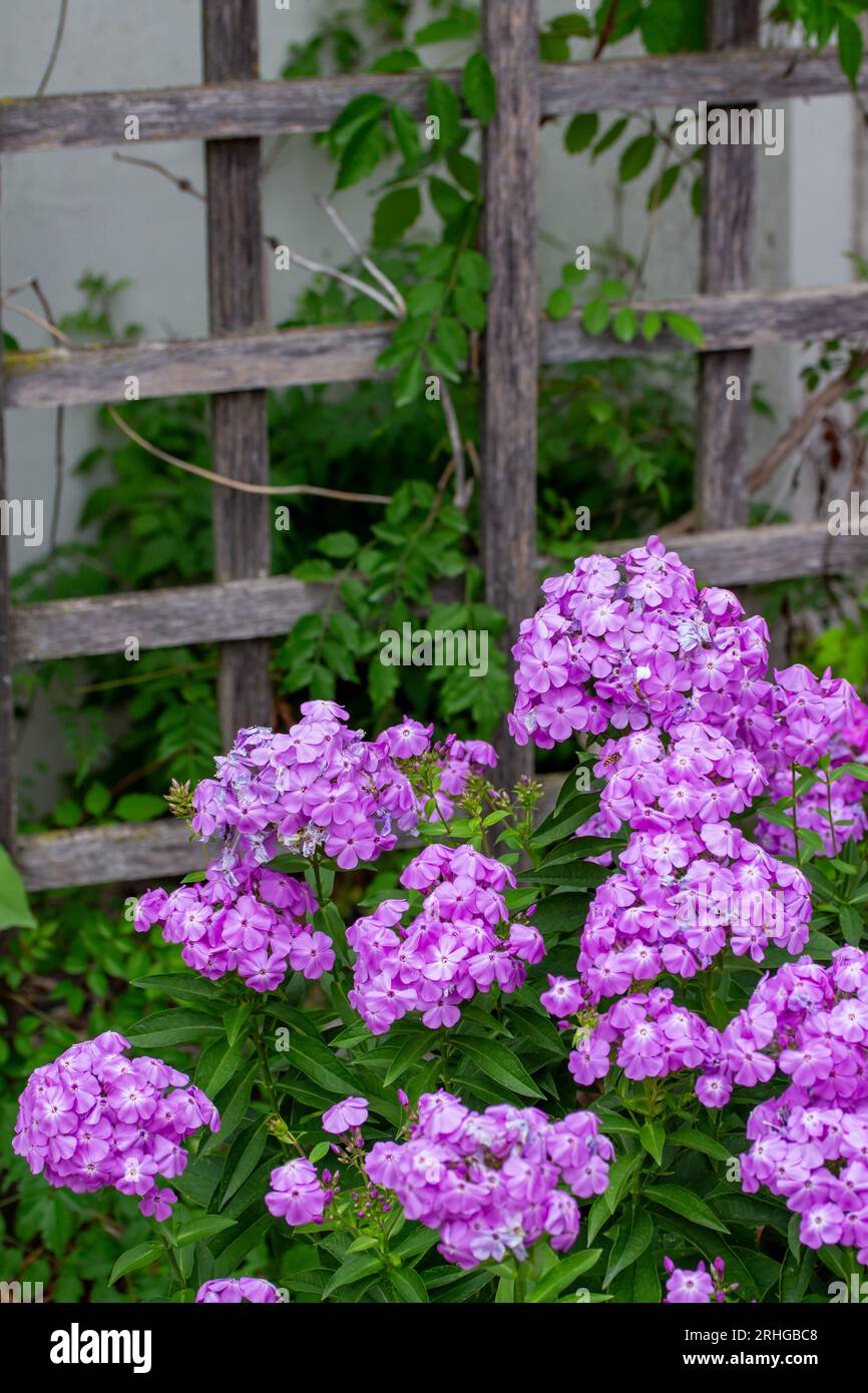 Close up texture background of bright purple garden phlox flowers in an ...
