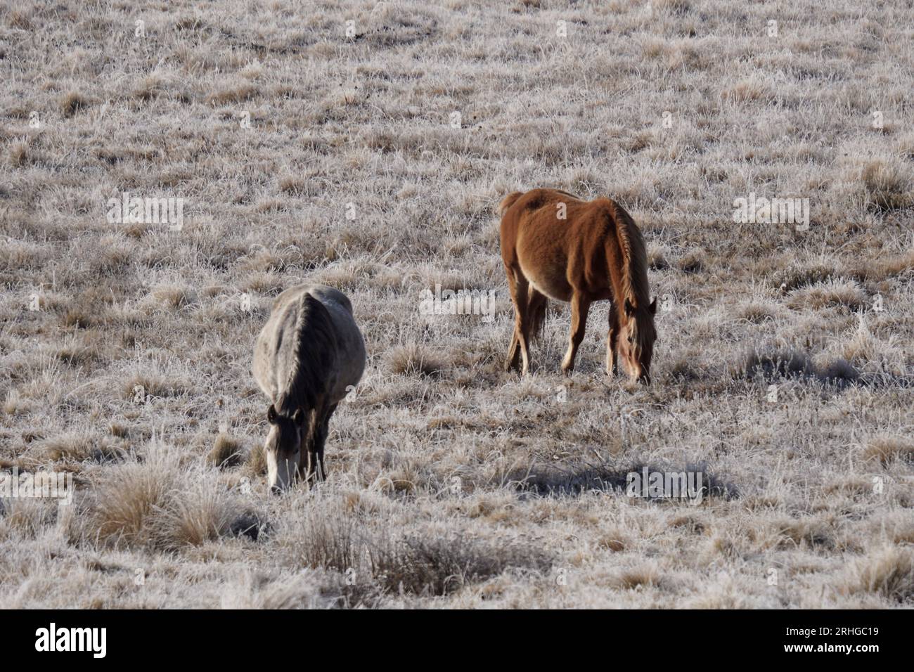 Kiandra, New South Wales, Australia, 17th August 2023, A herd of ...