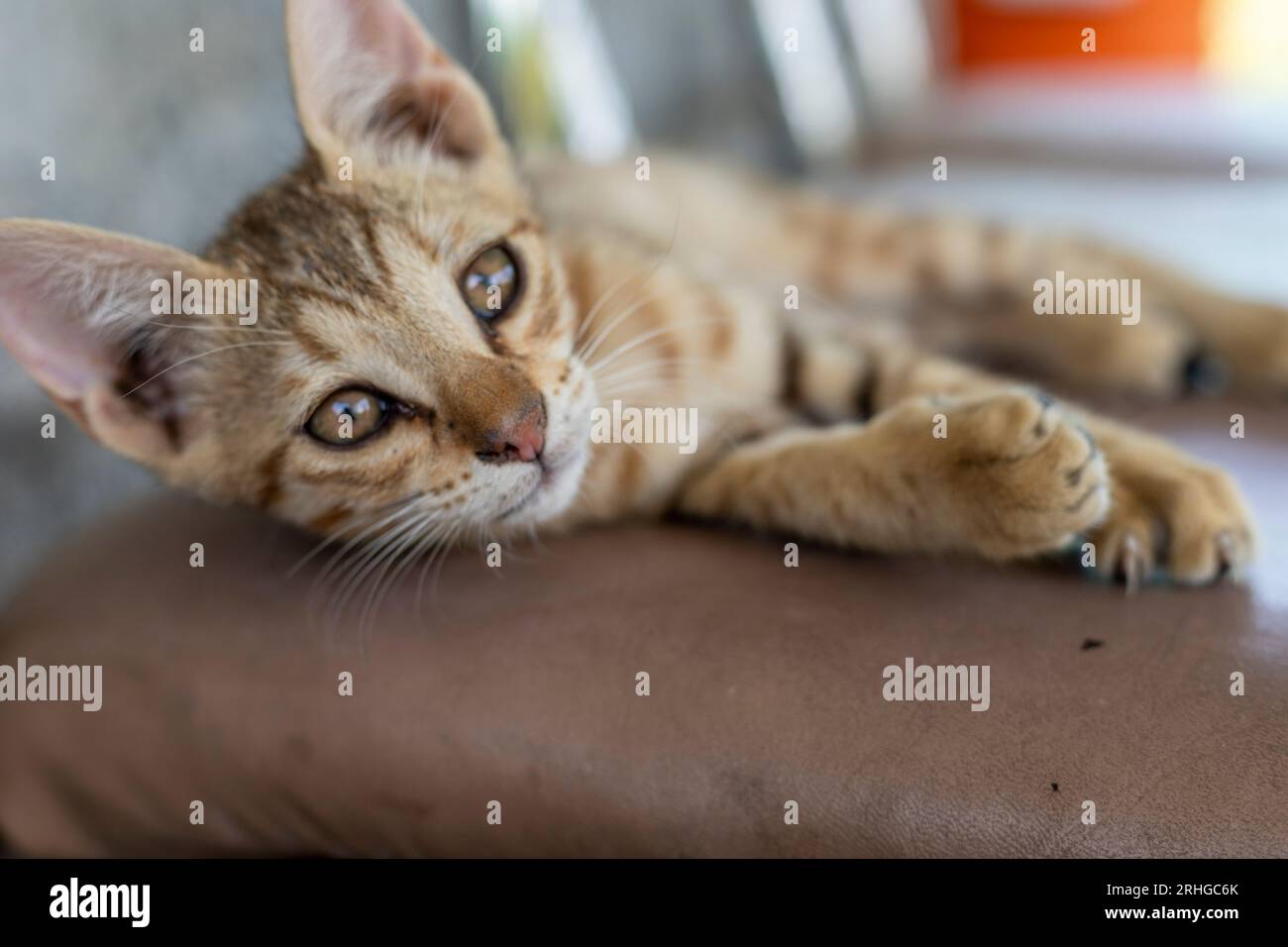 Cute stray kitten playing hi-res stock photography and images - Alamy