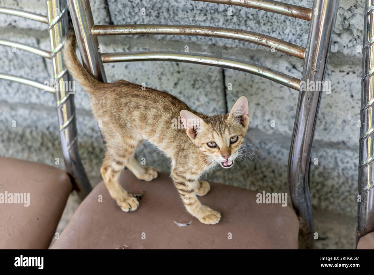 Cute stray kitten playing hi-res stock photography and images - Alamy