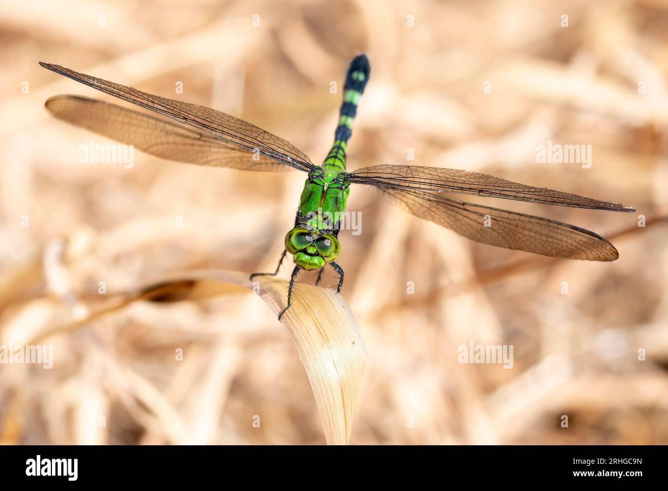 Green Dragonfly perched on a twig in a swamp Stock Photo - Alamy
