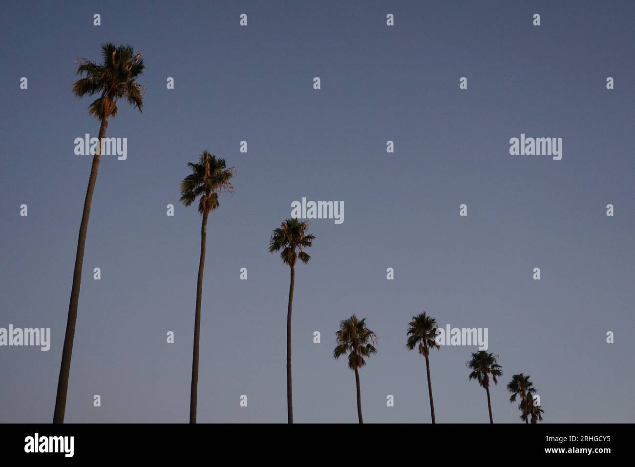 Row of palm trees hi-res stock photography and images - Alamy