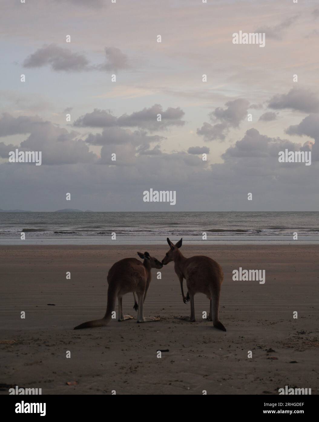 two eastern grey kangaroos (macropus giganteus), native australian ...