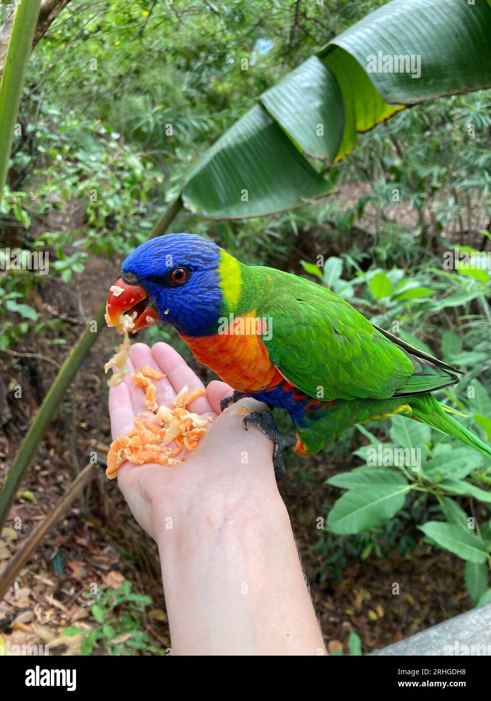 close up of a rainbow lorikeet (trichoglossus moluccanus), native ...