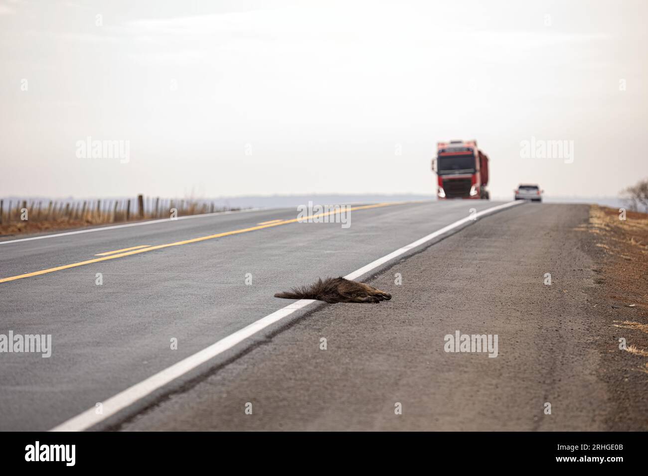 Giant anteater run over illustrative of the themes running over fauna ...