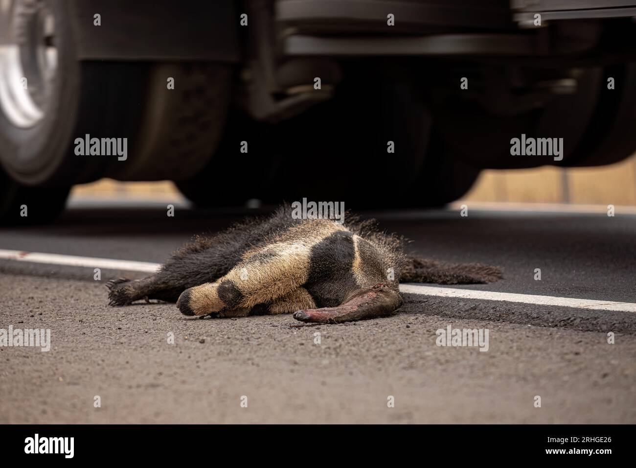 Giant anteater run over illustrative of the themes running over fauna ...