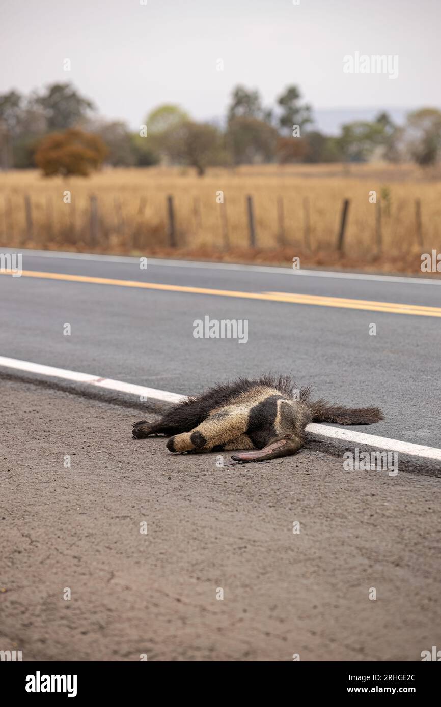 Giant anteater run over illustrative of the themes running over fauna ...