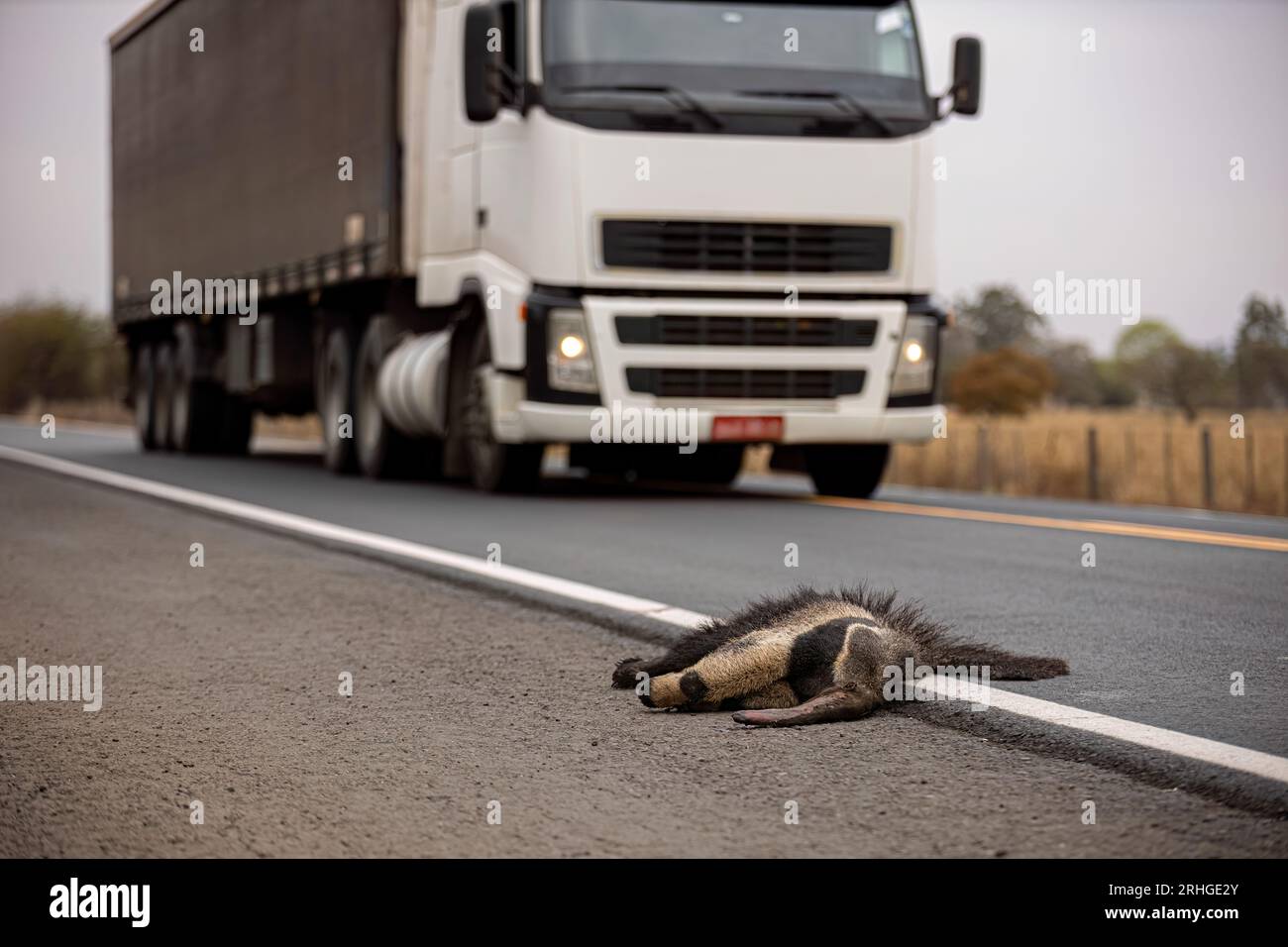 Giant anteater run over illustrative of the themes running over fauna ...