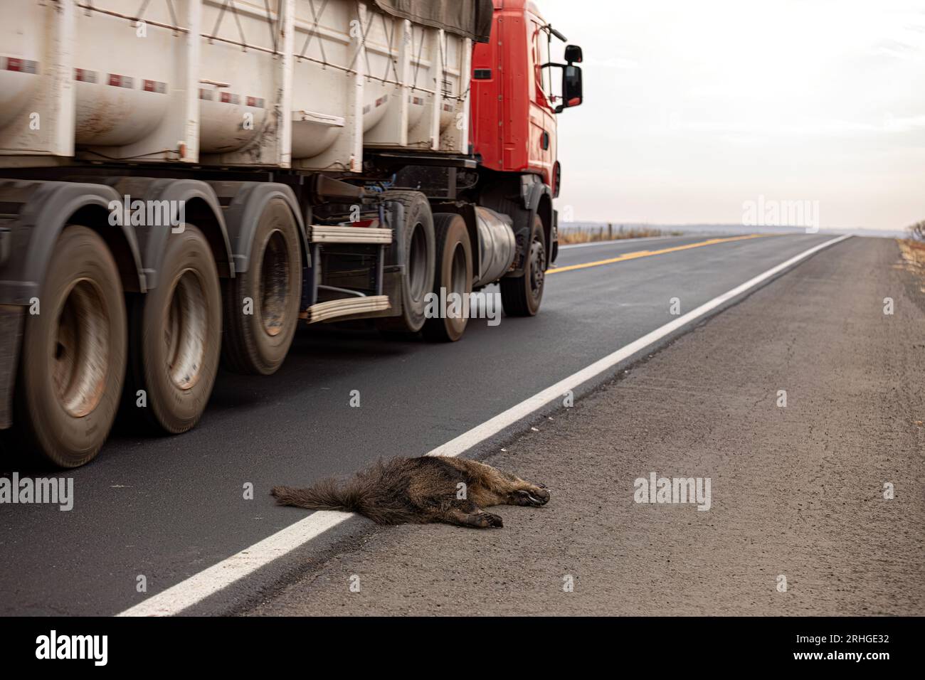 Giant anteater run over illustrative of the themes running over fauna ...