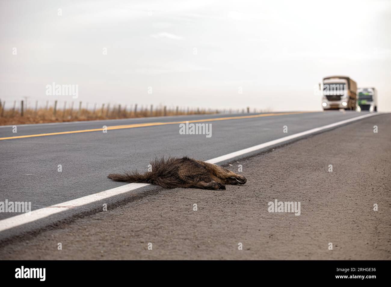 Giant anteater run over illustrative of the themes running over fauna ...