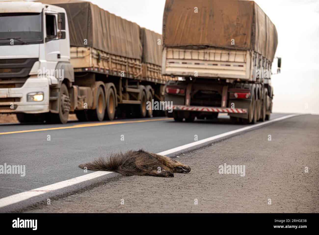 Giant anteater run over illustrative of the themes running over fauna ...