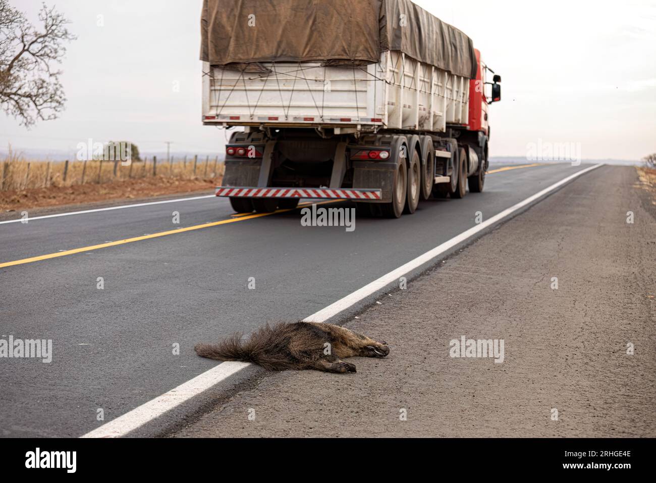 Giant anteater run over illustrative of the themes running over fauna ...
