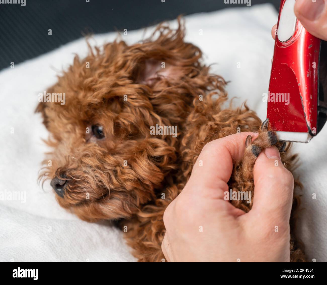 Mini trimmer hi-res stock photography and images - Alamy