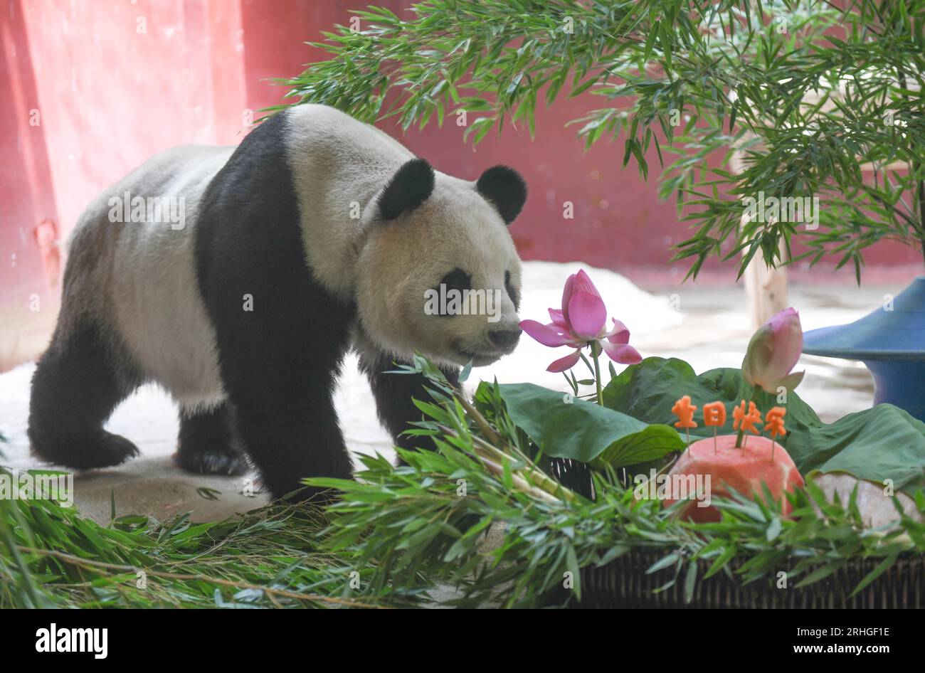 **CHINESE MAINLAND, HONG KONG, MACAU AND TAIWAN OUT** A giant panda Li ...