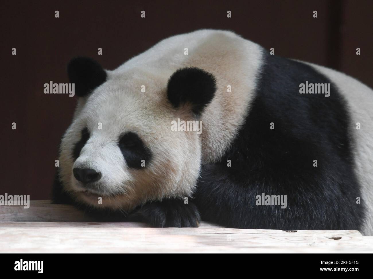 **CHINESE MAINLAND, HONG KONG, MACAU AND TAIWAN OUT** A giant panda Li ...