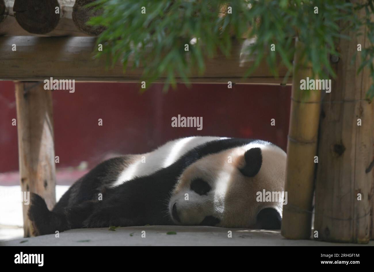**CHINESE MAINLAND, HONG KONG, MACAU AND TAIWAN OUT** A giant panda Li ...