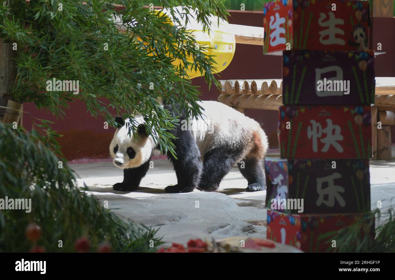 **CHINESE MAINLAND, HONG KONG, MACAU AND TAIWAN OUT** A giant panda Li ...