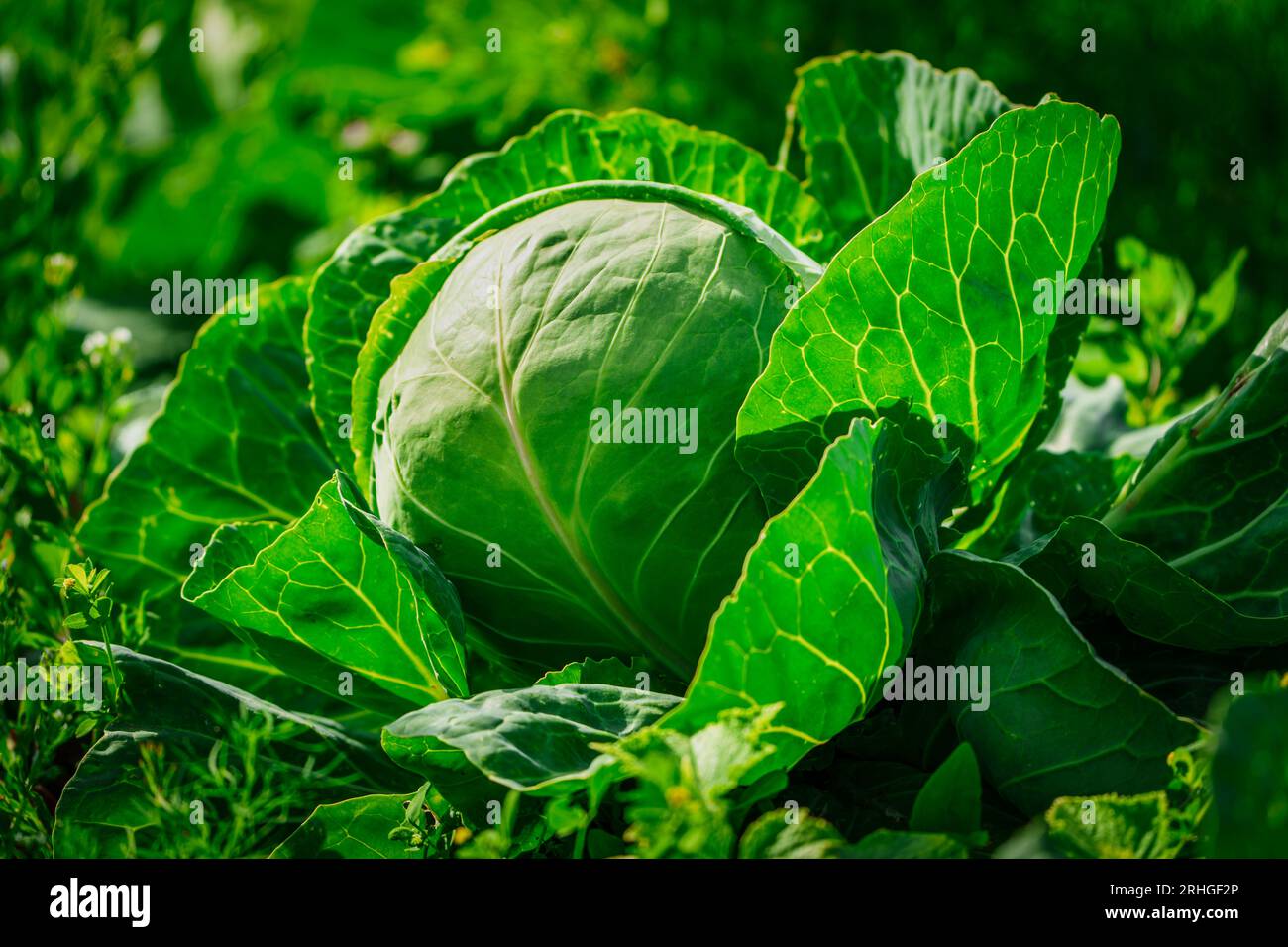 harvesting cabbage. head green cabbage across the field harvesting ...