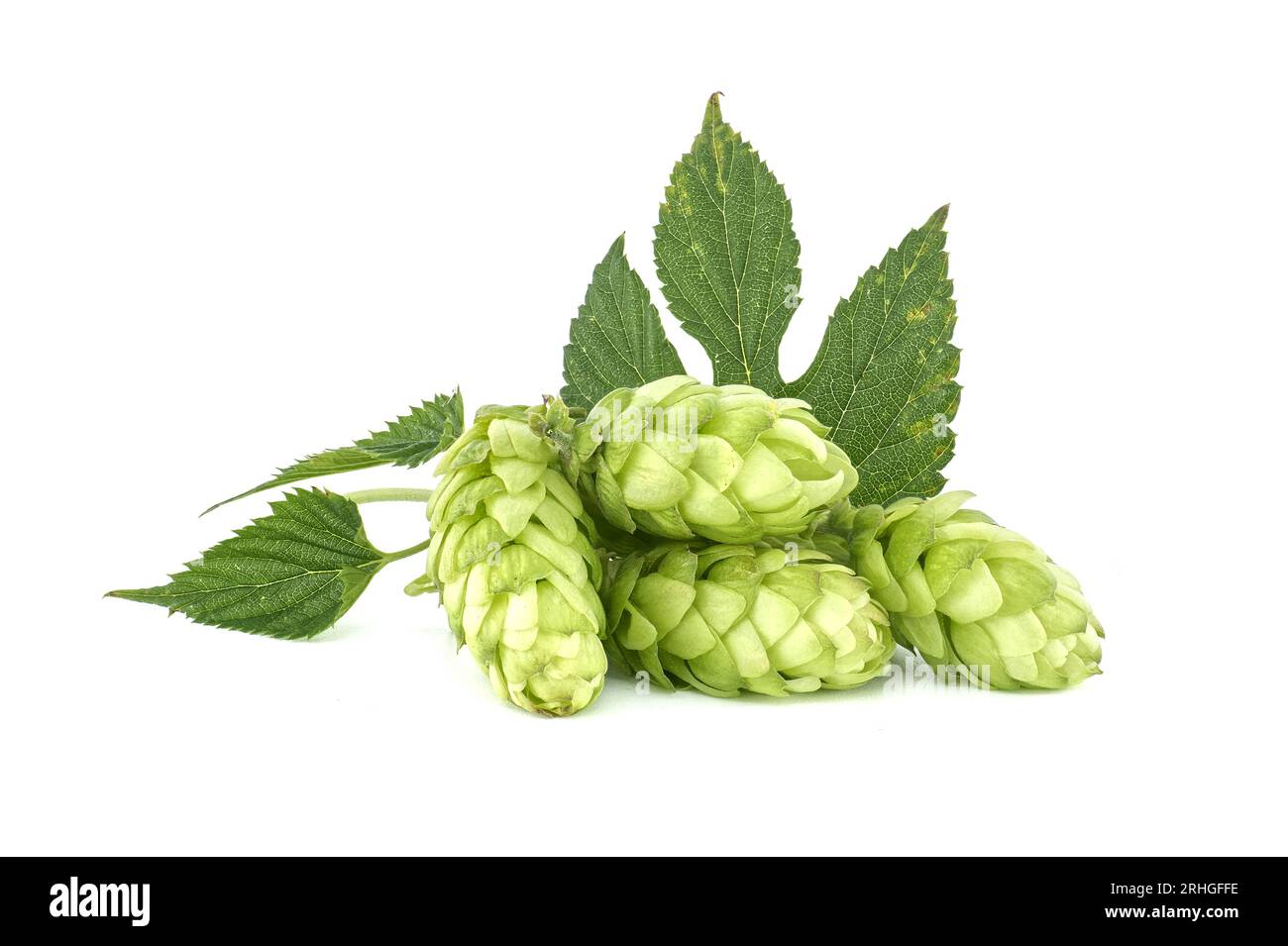 Fresh green hops cones in close up isolated on white background, full ...