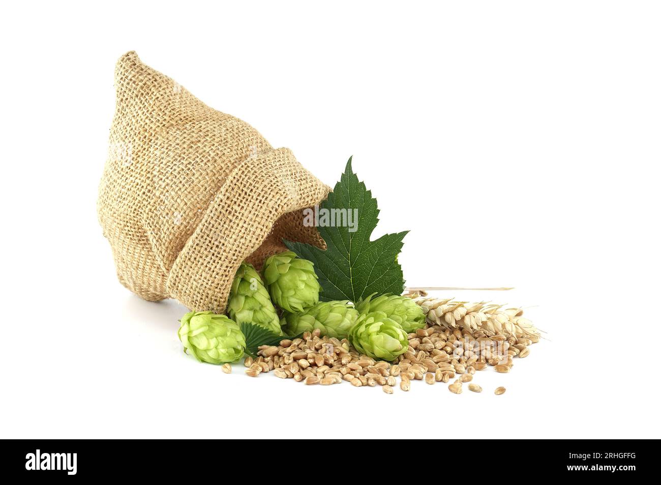 Bag full of hops and wheat isolated on white background, important ...