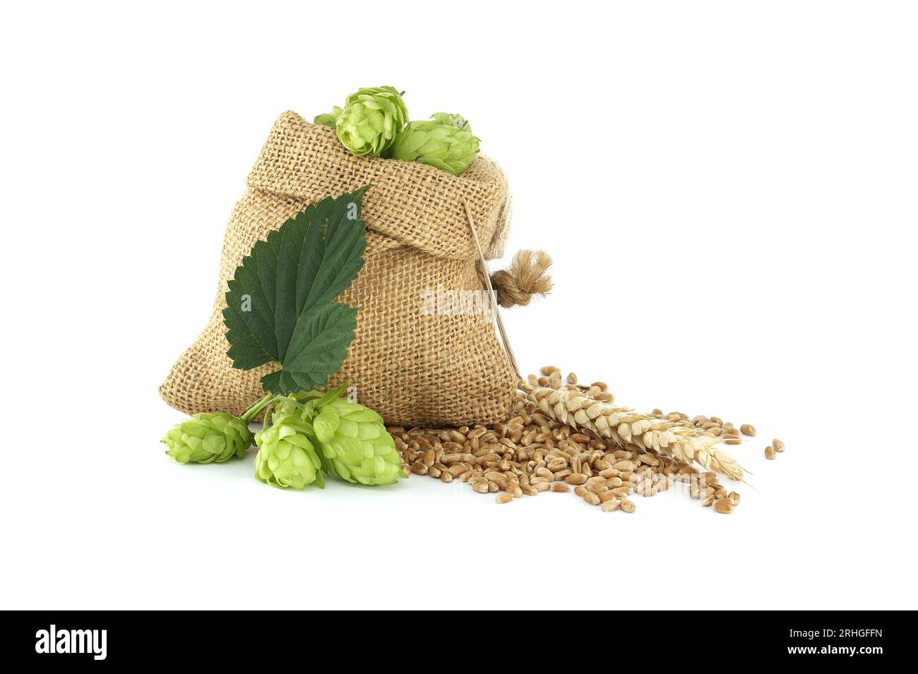 Bag full of hops and wheat isolated on white background, important ...
