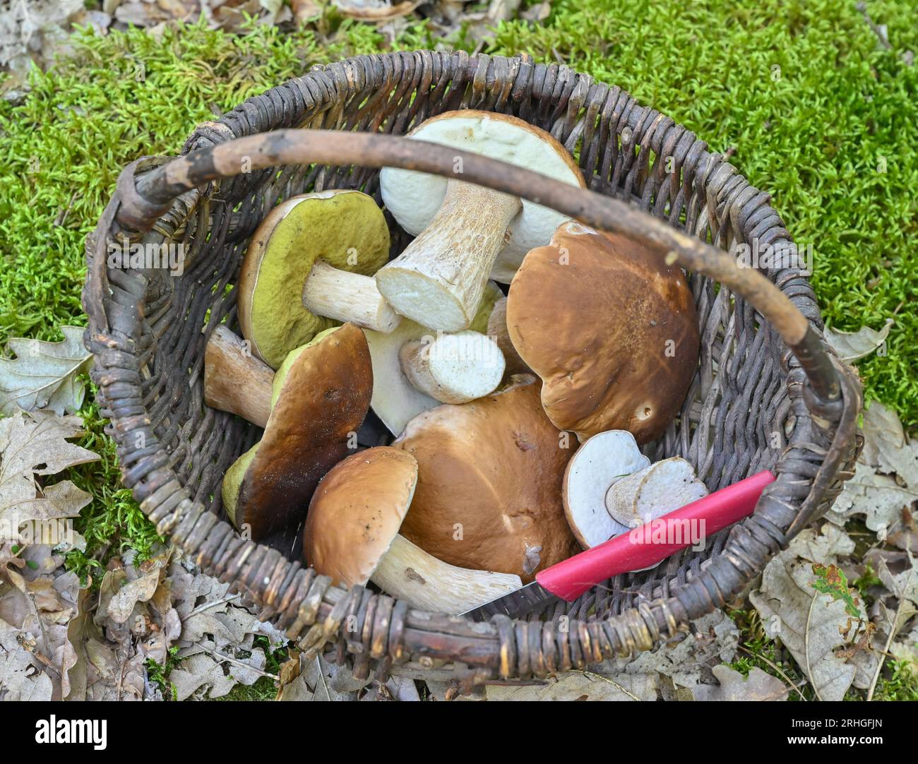 Briesen, Germany. 14th Aug, 2023. A porcini mushroom grows in a forest ...
