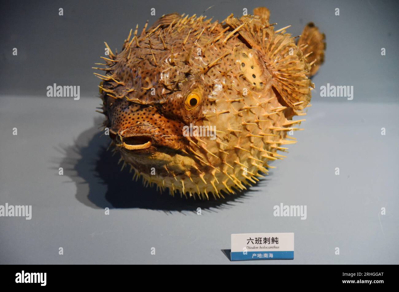 Zhejiang museum of natural history hi-res stock photography and images ...