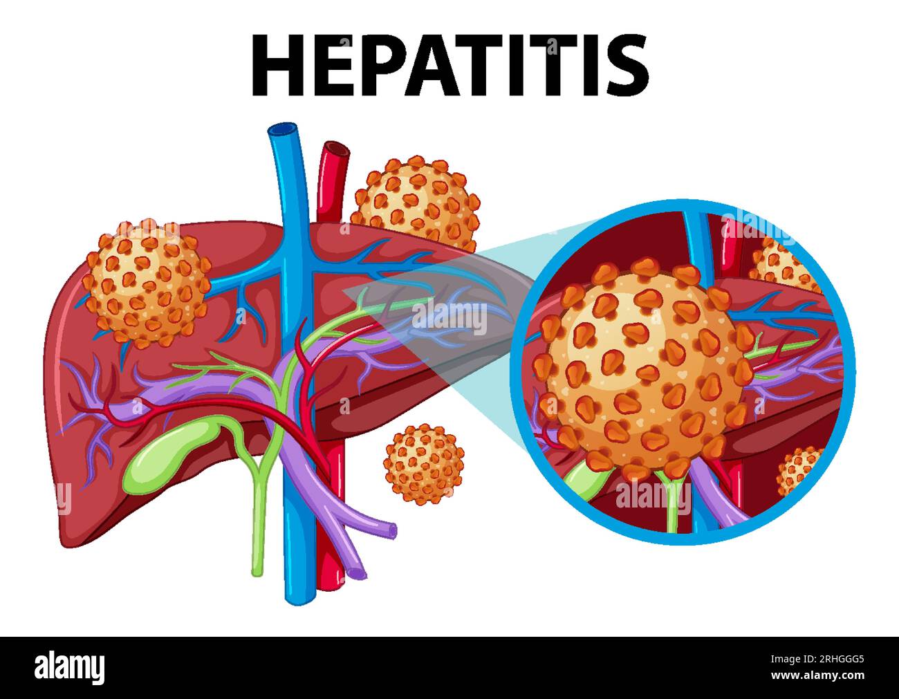 Illustration depicting the science and medical education of human liver ...