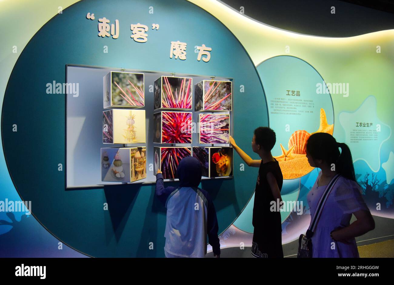 Spiny marine organisms exhibited at Zhejiang Museum of Natural History ...