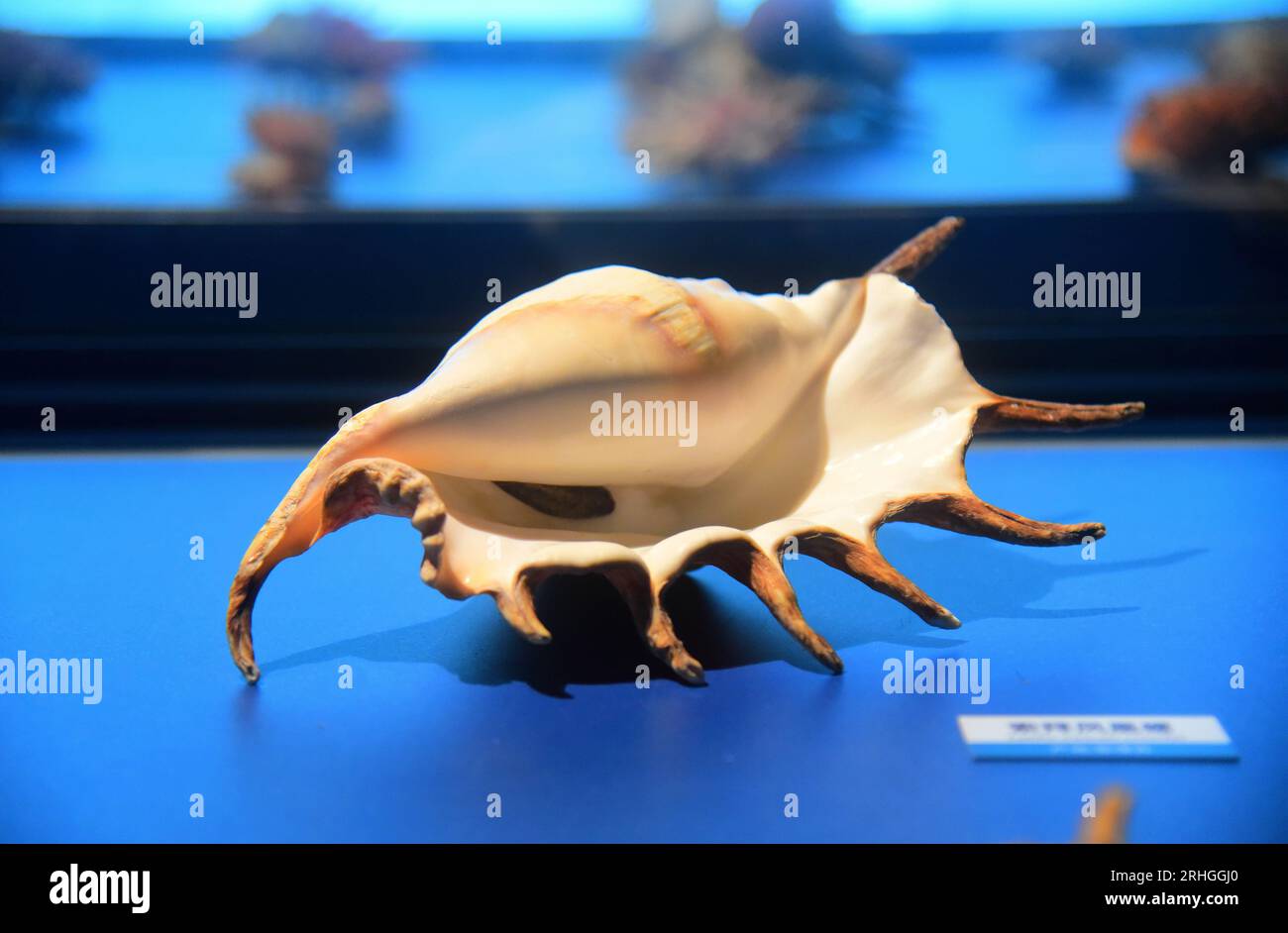 Spiny marine organisms exhibited at Zhejiang Museum of Natural History ...