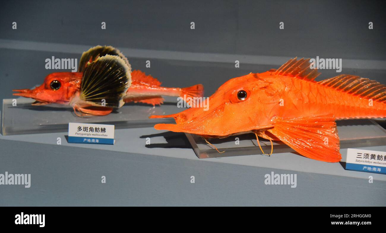 Spiny marine organisms exhibited at Zhejiang Museum of Natural History ...
