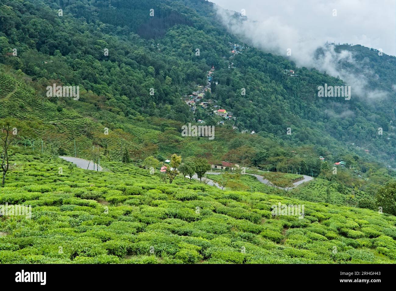 tea garden view in kalimpong town Stock Photo - Alamy tea garden view in kalimpong town Stock Photo - Alamy