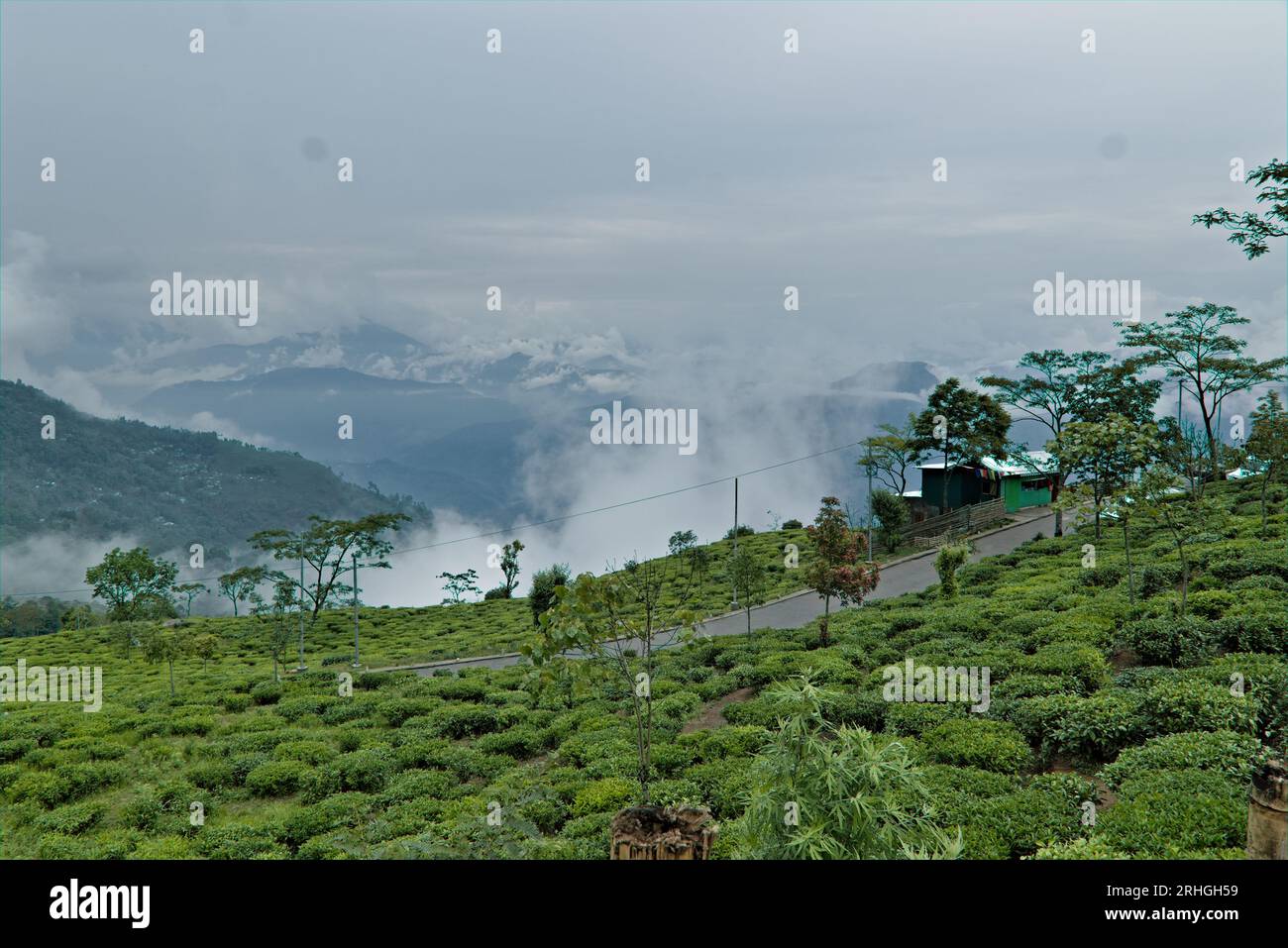 tea garden view in kalimpong town Stock Photo - Alamy