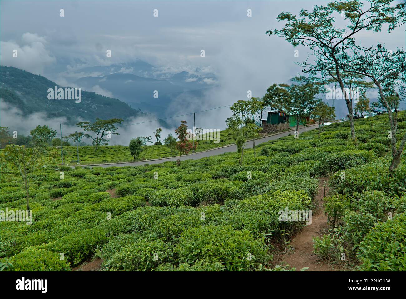 tea garden view in kalimpong town Stock Photo - Alamy tea garden view in kalimpong town Stock Photo - Alamy