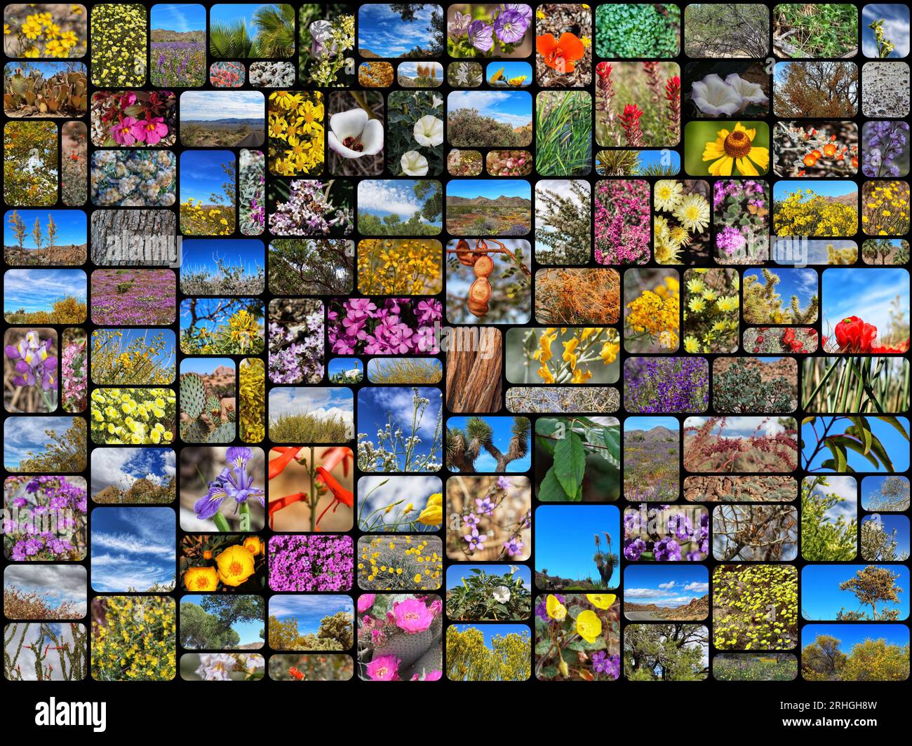 A collage admiring Southern California native plants residing among ...